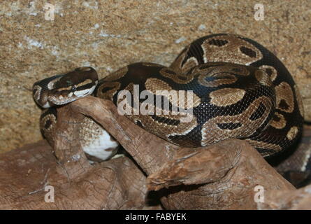 Royal or ball python Python regius West Africa Stock Photo - Alamy