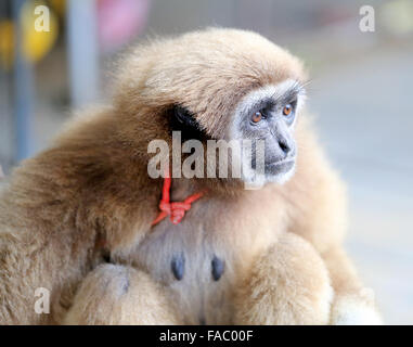 Beautiful red haired monkey photographed close up Stock Photo - Alamy