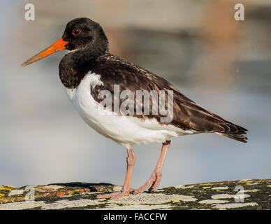palaearctic oystercatcher (Haematopus ostralegus), perched on a wooden ...