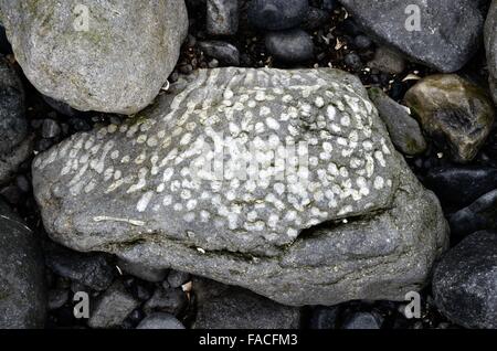 Limestone carboniferous with fossil coral Doorus Point Kinvarra County ...