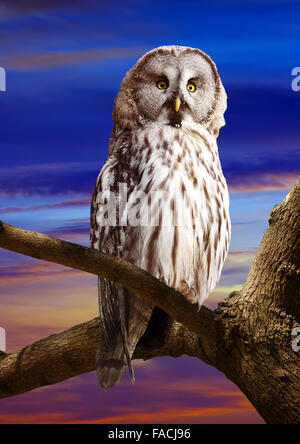 Great Grey Owl against sunset sky Stock Photo - Alamy