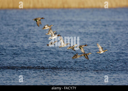 Teal; Anas crecca; flock in flight Stock Photo - Alamy