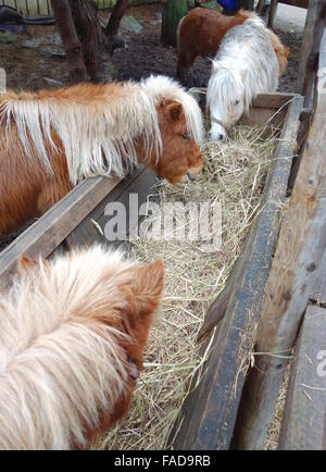Ponies at a farm in Ontario, Canada Stock Photo - Alamy