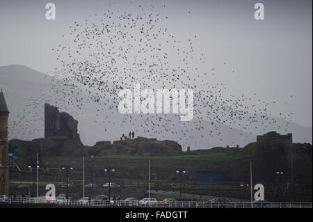 A murmuration of starlings over the iconic promenade of Aberystwyth at ...