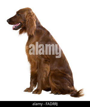 Red Irish setter sitting on the pavement Stock Photo - Alamy