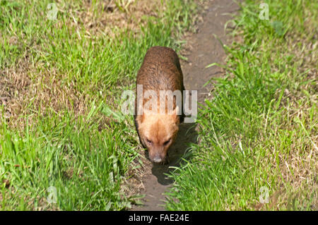 Bush dog Speothos venaticus captive Stock Photo: 6891198 - Alamy