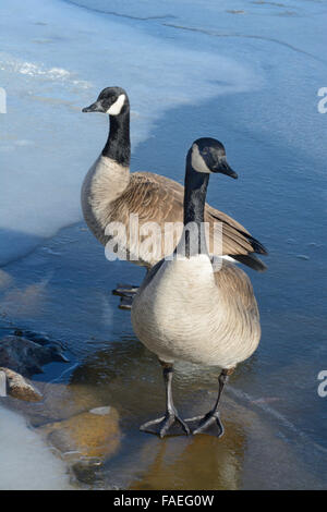 Canada Geese standing on ice Stock Photo - Alamy