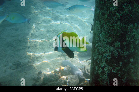 Marine life in the lagoon of Papeete, French Polynesia Stock Photo - Alamy