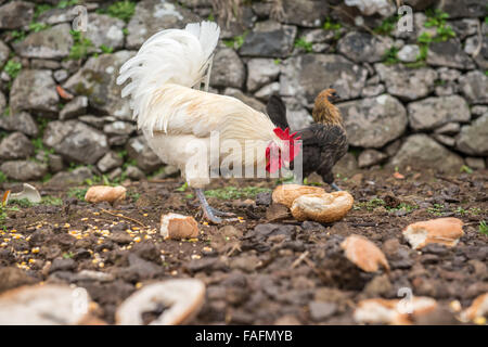 Large white cockerel standing outside on farm Stock Photo - Alamy