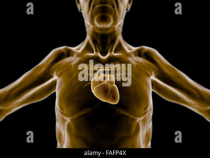 3d Human body, old man, elderly, heart anatomy, radiography Stock Photo ...