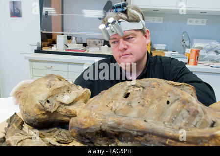 Hildesheim, Germany. 14th Dec, 2015. Jens Klocke examines a mummy of ...