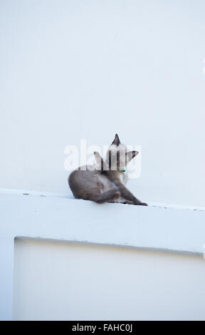 Roan cat on the wall Stock Photo - Alamy