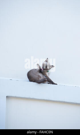 Roan cat on the wall Stock Photo - Alamy