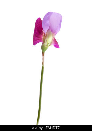 Spanish vetchling flowers isolated on white background, Lathyrus ...