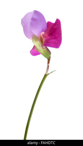 Spanish vetchling flowers isolated on white background, Lathyrus ...