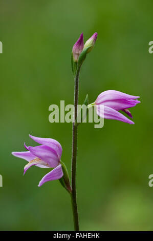 Red Helleborine ((Cephalanthera rubra), flowering. A native orchid that ...