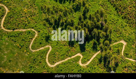 Aerial view, tortuous path, meadow, conifers, pines, looped mountain ...