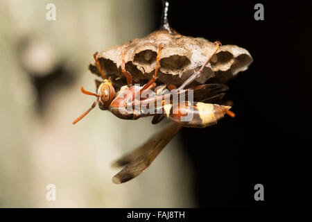 Paper wasp, Family Vespidae, Aarey Milk Colony, India Stock Photo - Alamy