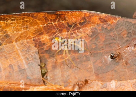 Jumping spider, Aarey Milk Colony, India Stock Photo - Alamy