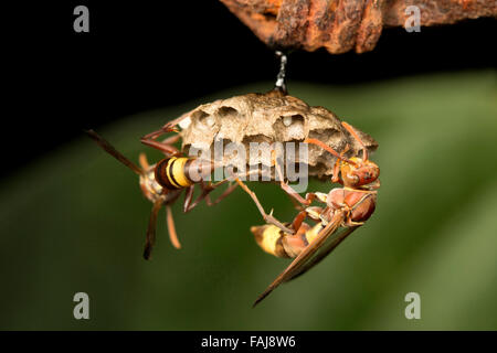 Paper wasp, Family Vespidae, Aarey Milk Colony, India Stock Photo - Alamy
