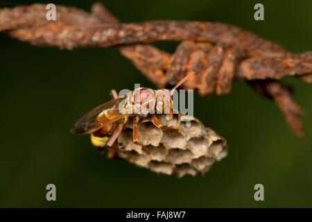 Paper wasp, Family Vespidae, Aarey Milk Colony, India Stock Photo - Alamy