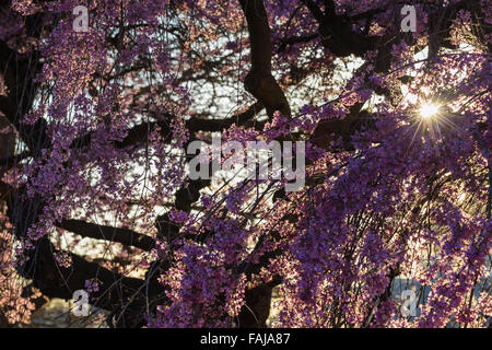 Prunus ‘Asano’ Asano cherry blossom – chrysanthemum-flowered clusters ...