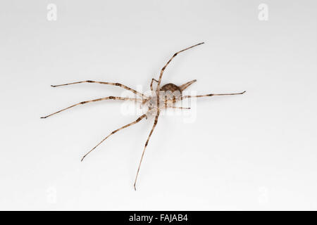 Two tailed spider, Hersilia sp., NCBS, Bangalore, India Stock Photo - Alamy