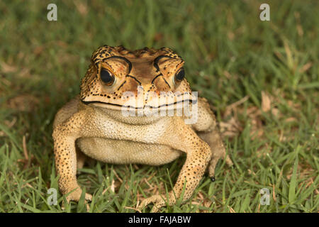 Common Indian Toad (Duttaphrynus melanostictus Stock Photo - Alamy
