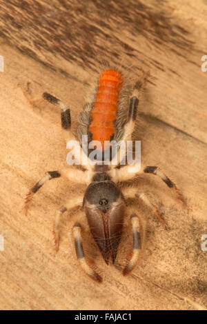 Solifuge, Rhagodes sp., Kerala, India Stock Photo - Alamy