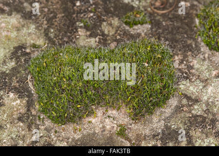 Pulvinate dry rock moss, Polster-Kissenmoos, Polsterkissenmoos ...