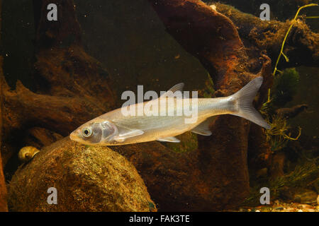 Asp, Rapfen, Schied, Raap, Aspius aspius, Leuciscus aspius, L’Aspe ...