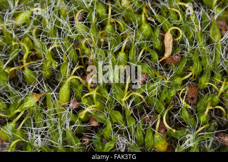 Pulvinate dry rock moss, Polster-Kissenmoos, Polsterkissenmoos ...