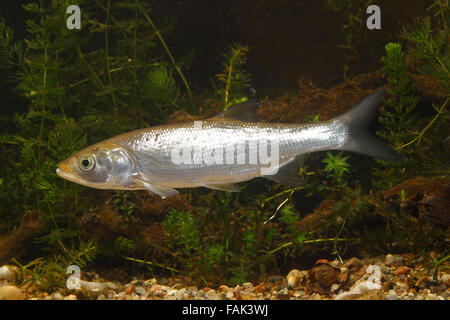 Asp, Rapfen, Schied, Raap, Aspius aspius, Leuciscus aspius, L’Aspe ...