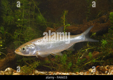asp (Aspius aspius, Leuciscus aspius), side view, Germany Stock Photo ...