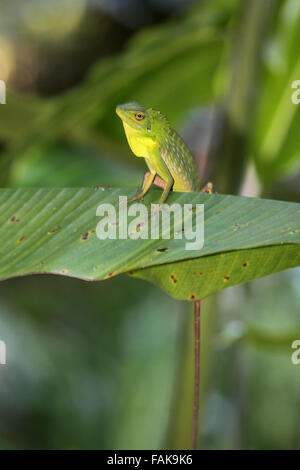 Green Tree Lizard (Bronchocela cristatella), Kinabatangan, Sabah ...