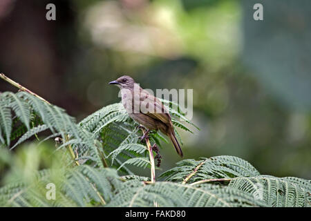 Yellow winged bulbul in Sabah Borneo Stock Photo - Alamy