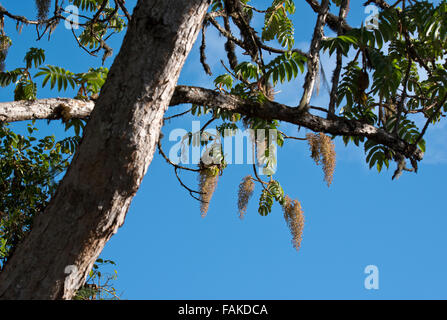 The medicinal tree Kosso (Hagenia abbysinica) found in the Harenna ...