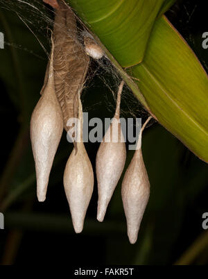 Egg sacs of the Magnificent Spider hanging from a Banksia plagiocarpa ...