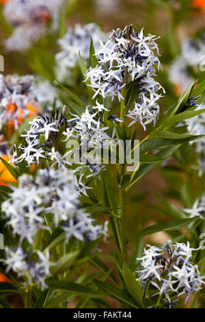 Threadleaf blue star (Amsonia hubrichtii) and meadow clary (Salvia ...