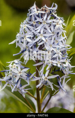 Threadleaf blue star (Amsonia hubrichtii Stock Photo - Alamy