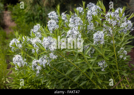 Threadleaf blue star (Amsonia hubrichtii) and meadow clary (Salvia ...