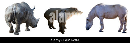 Set of Odd-toed ungulate animals. Isolated over white Stock Photo - Alamy