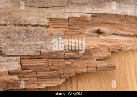 Dry rot or brown rot is a wood-decay fungus, showing a brown ...