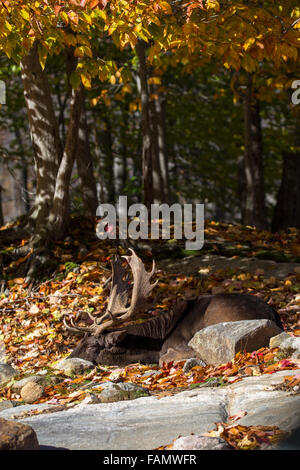 Fallow Deer, many animals fall victim to road traffic in Germany (Photo ...