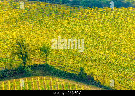 vinyard in fall, Tuscany Stock Photo - Alamy