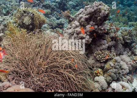 Gorgonian coral, Rumphella antipathies, Gorgoniidae, Sharm el Sheikh ...