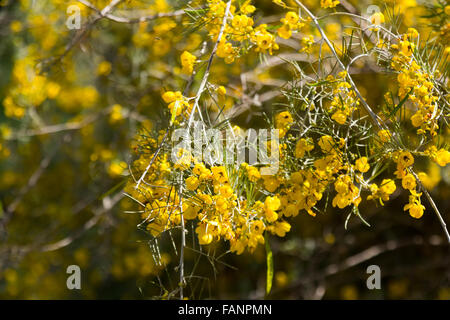 Silver Senna or Silver Cassia - Senna artemisioides Native plant from ...
