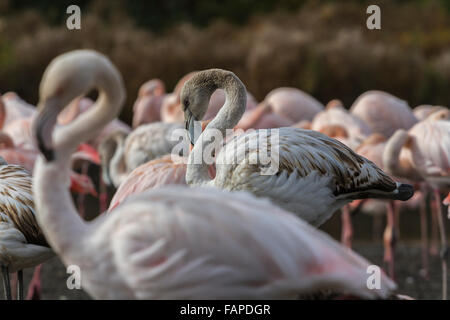 Young Flamingo chick, still with grey feathers, stands out amongst its ...