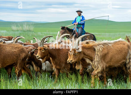 Mongolian nomadic herder on horseback corrals his herd of Kashmir goats ...