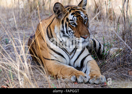 Bengal tiger in the bush in Kanha National Park Madhya Pradesh India ...